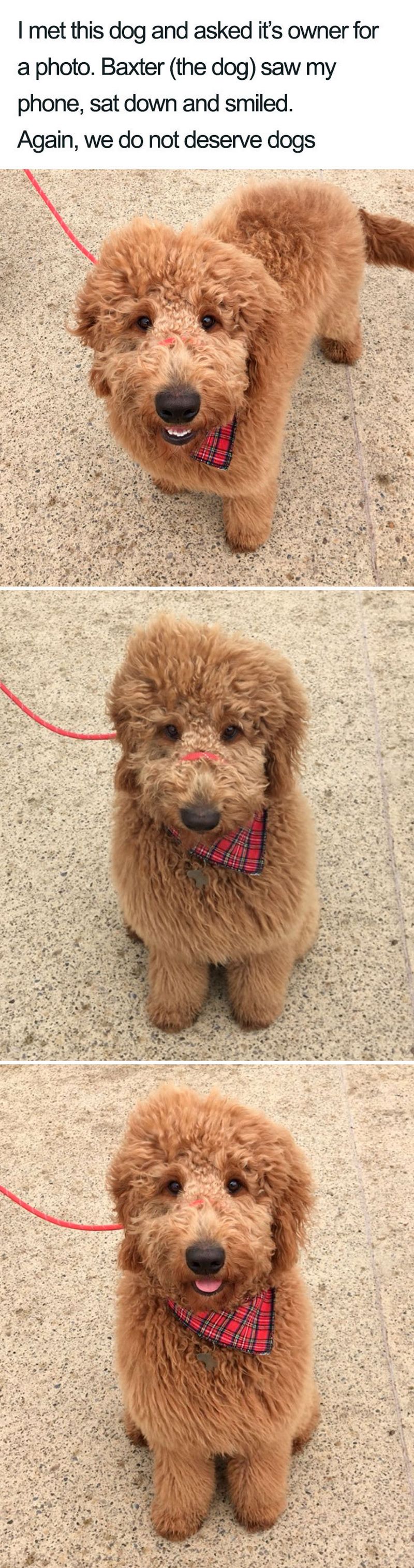 33 Cute Dog Posts That Will Have You Grinning All Day