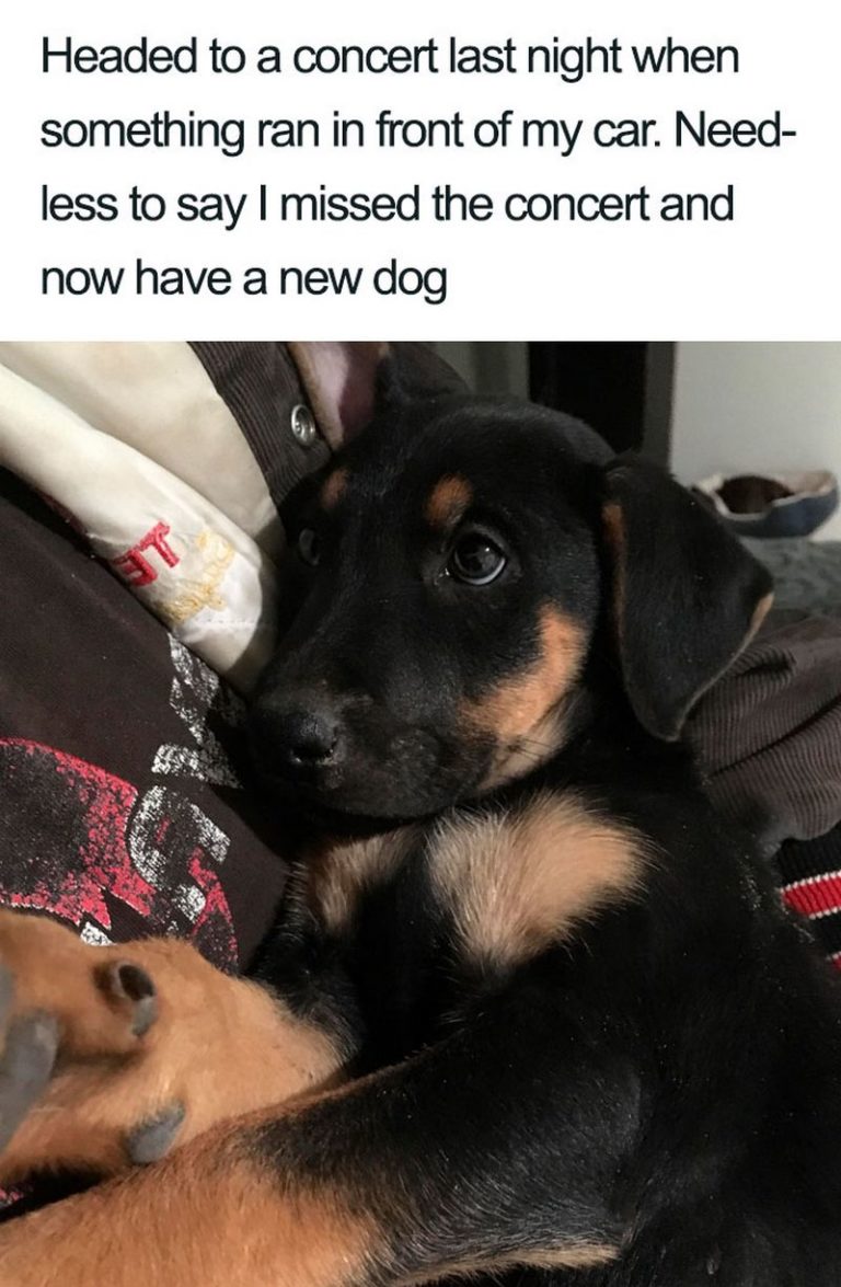 33 Cute Dog Posts That Will Have You Grinning All Day