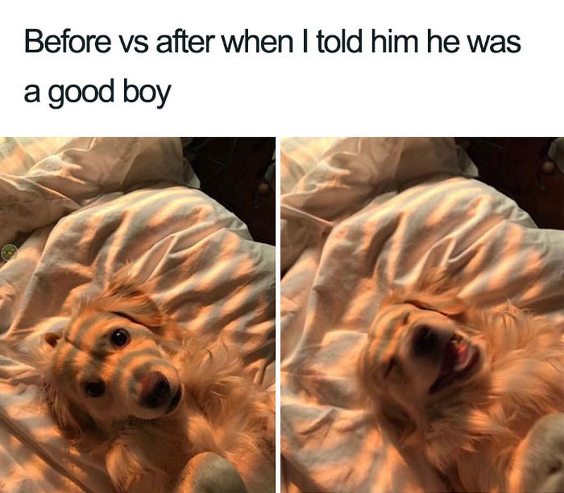 33 Cute Dog Posts That Will Have You Grinning All Day
