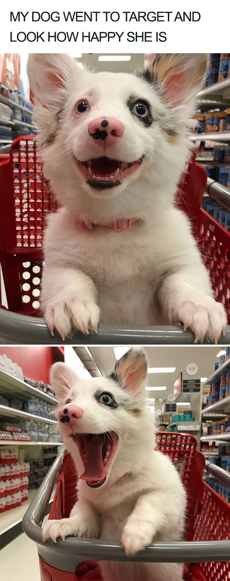 33 Cute Dog Posts That Will Have You Grinning All Day