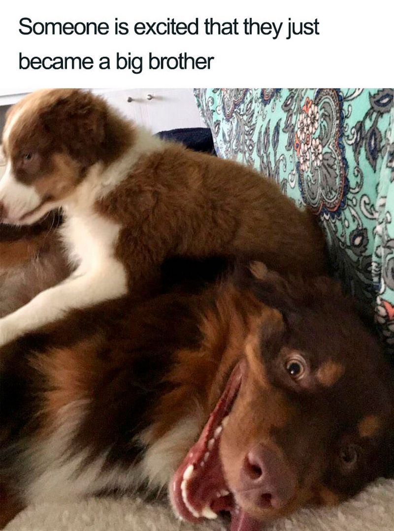 33 Cute Dog Posts That Will Have You Grinning All Day