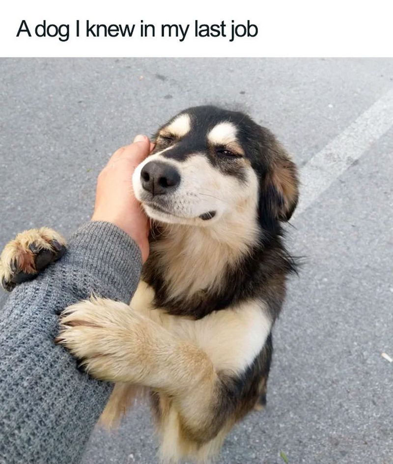 33 Cute Dog Posts That Will Have You Grinning All Day