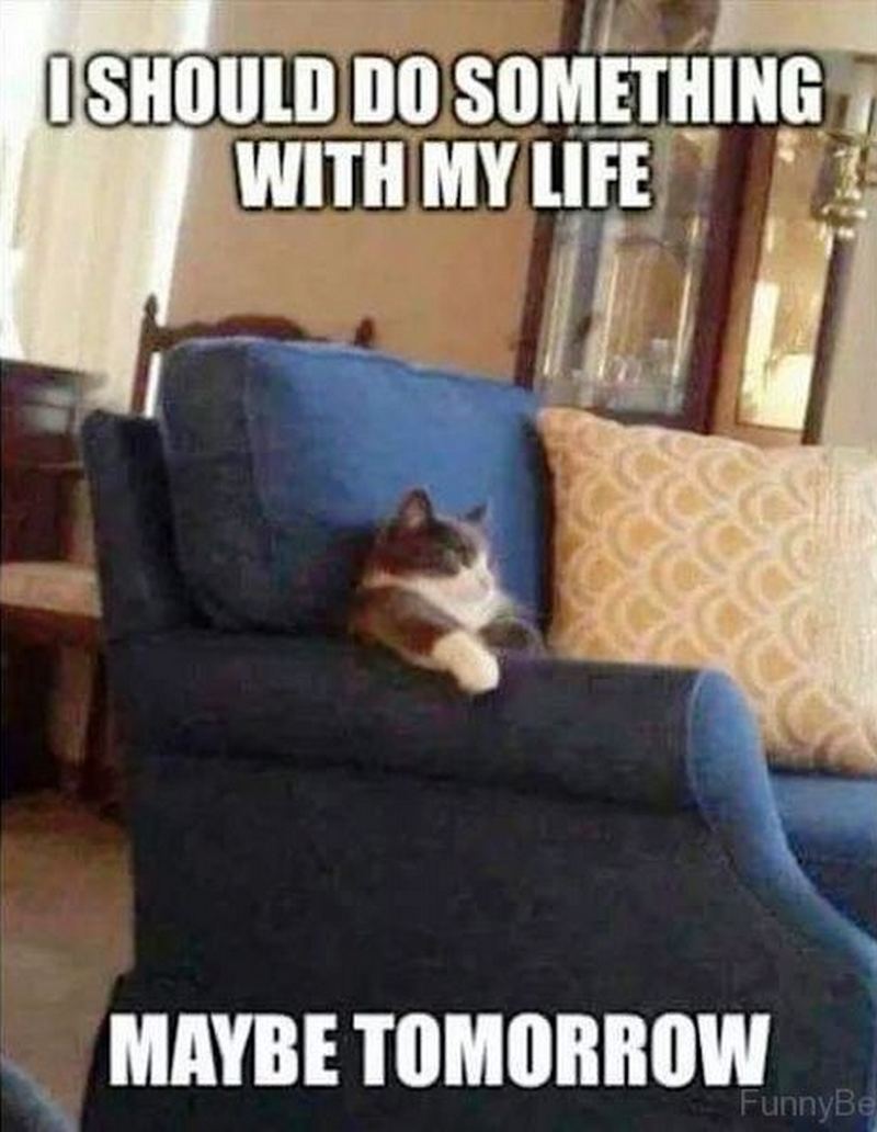 81 Funny Life Memes to Motivate and Inspire You in 2020 - Life Is Good