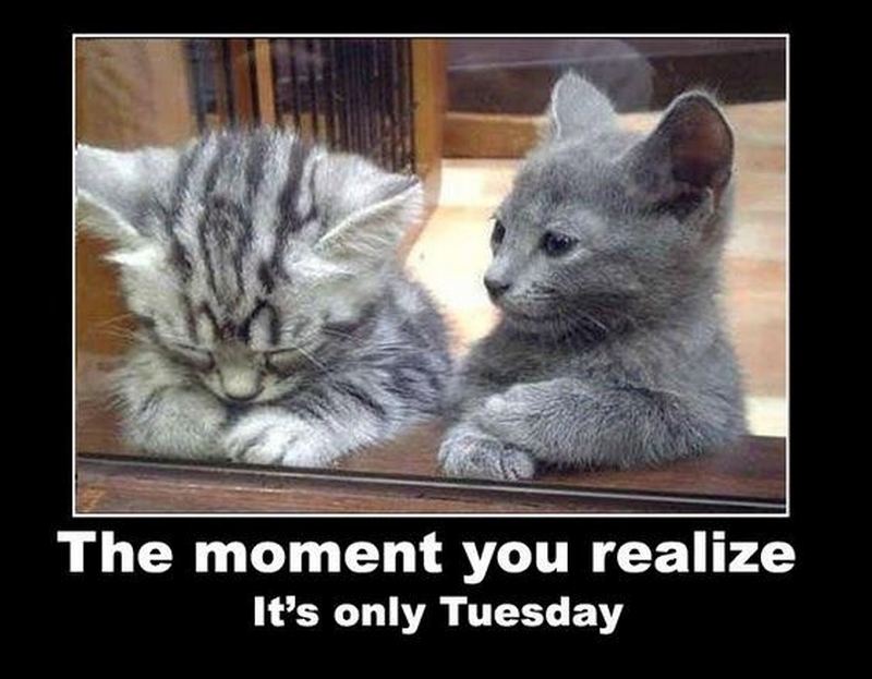 101 Funny Tuesday Memes When You're Happy You Survived a Workday 101 Funny Tuesday Memes When You're Happy You Survived a Workday
