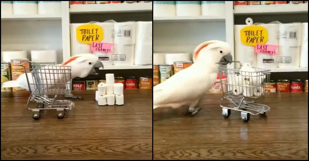 Funny Cockatoo Parrot Feverishly Hoarding Toilet Paper During Coronavirus