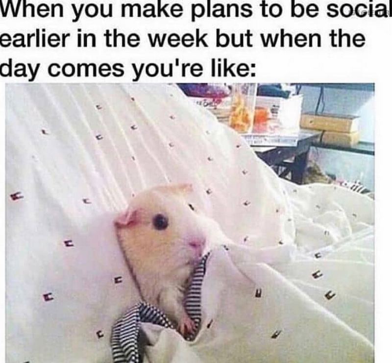 75 Funny Introvert Memes That Are Even More Hilarious in 2020