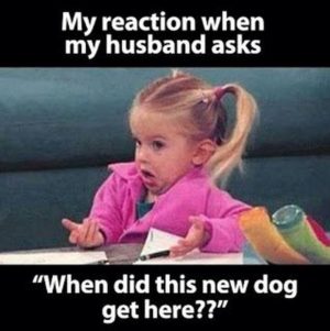 65 Husband Memes When Living a Happy Marriage Life Filled With Love