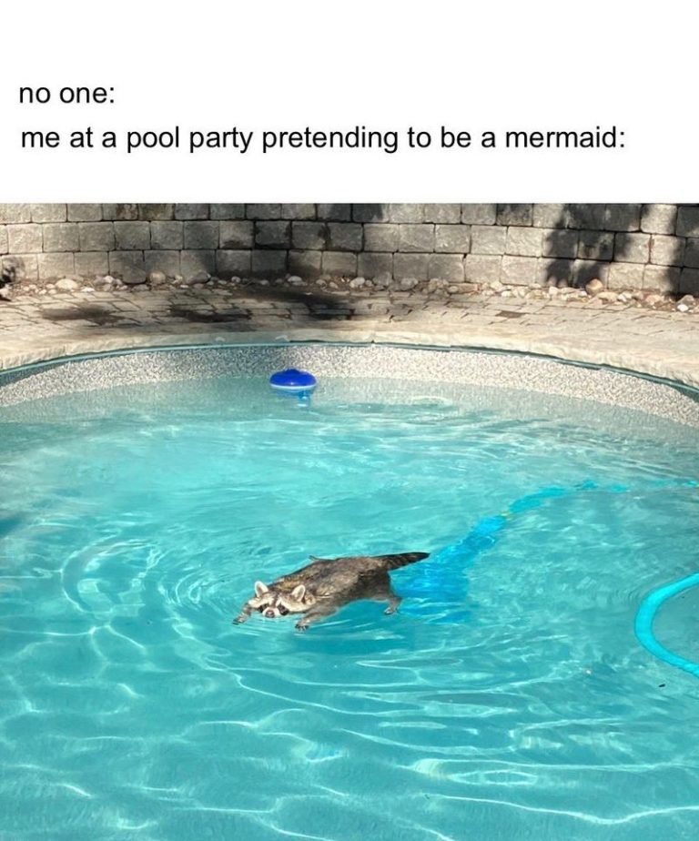 Toronto Raccoon Has a Pool Party for One in Backyard Pool