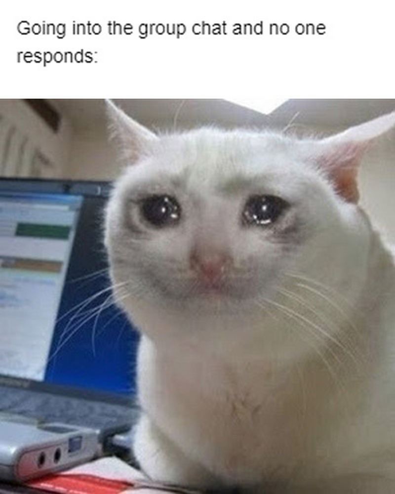 29 Funny Crying Cat Memes Will Make You All Warm and Fuzzy