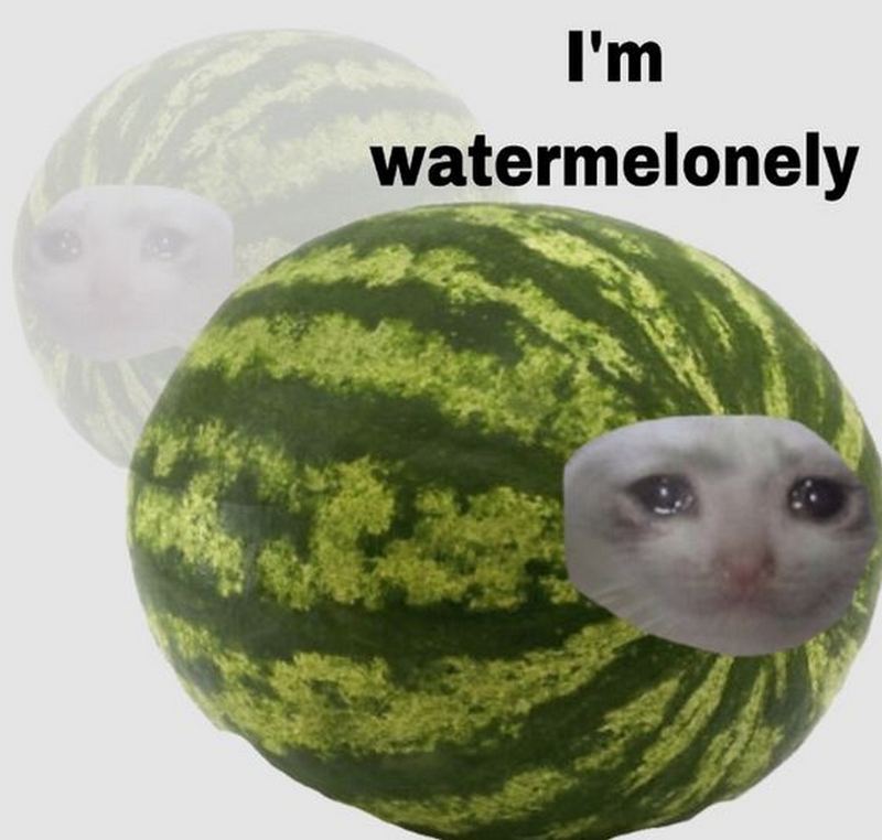 29 Funny Crying Cat Memes Will Make You All Warm and Fuzzy