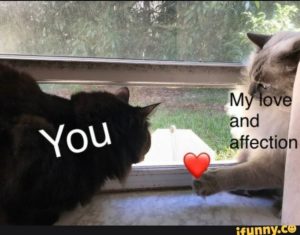 47 Wholesome Love and Affection Memes for That Special Person