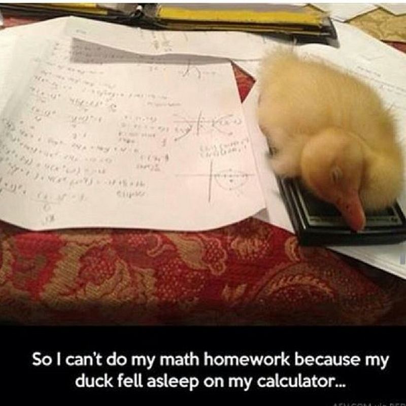 31 Funny Math Memes For Students