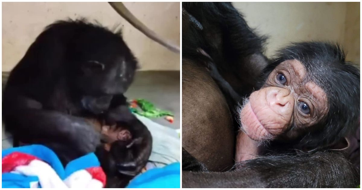 Cute Baby Chimp Reunites With His Mother Cute Baby Chimp Reunites With His Mother