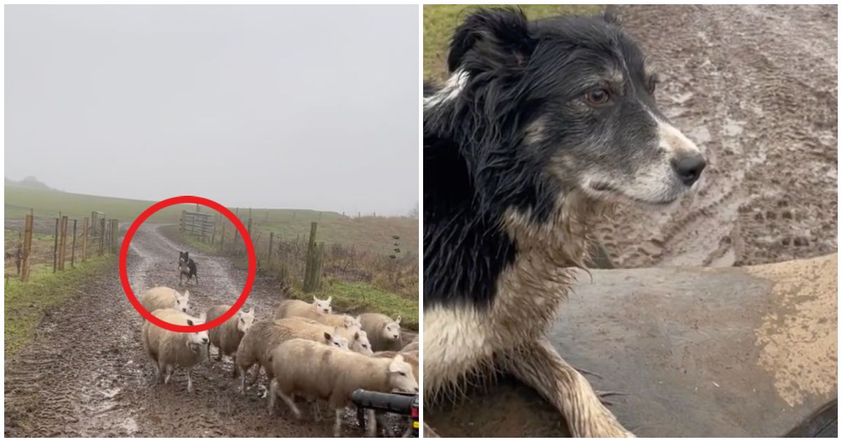This Working Dog is a Sheep Herding Prodigy!