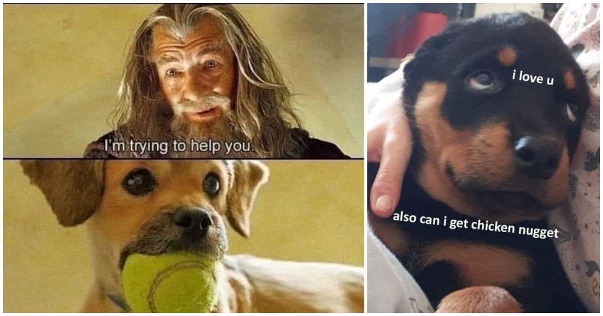 75 Funny and Cute Doggo Memes for Dog Lovers