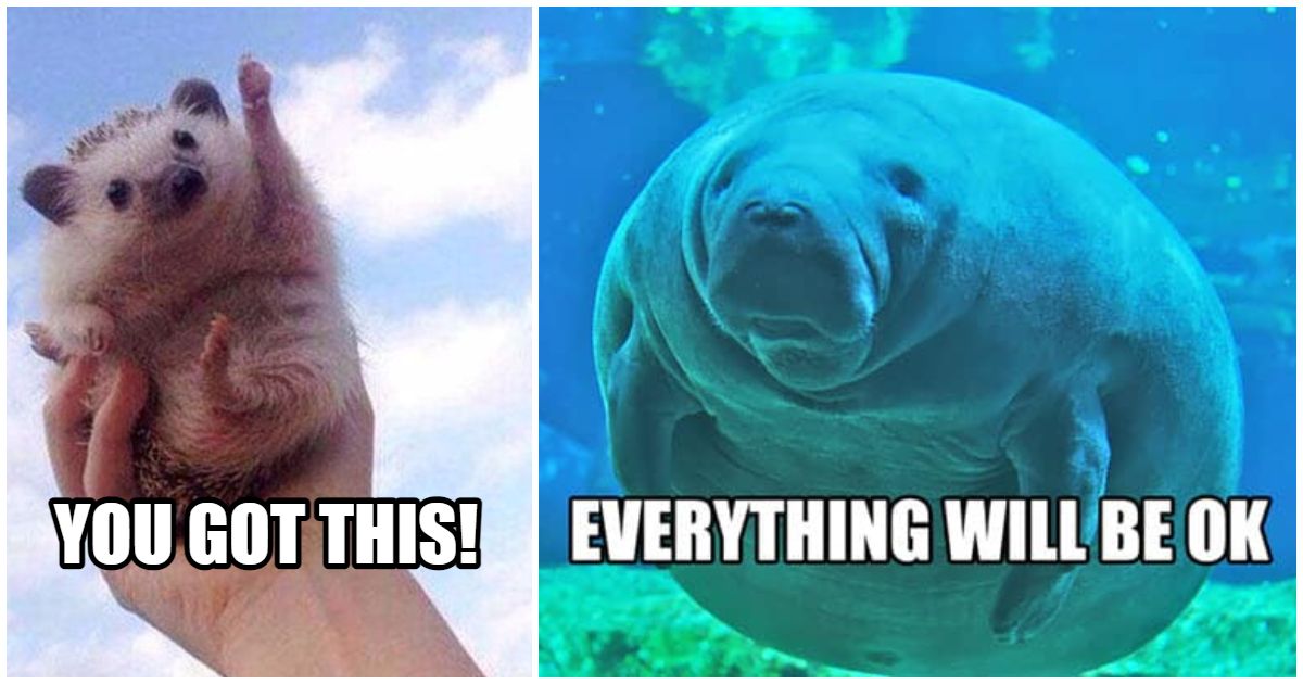 49 Encouraging Memes to Motivate You and Make You Smile