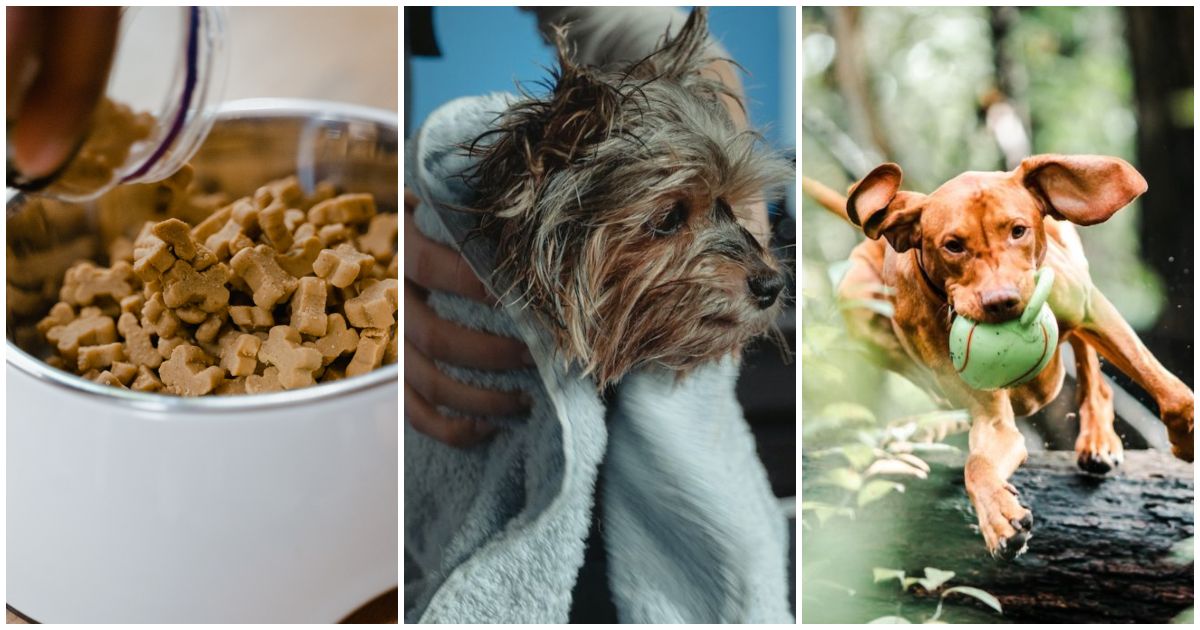 Pawsome Picks: Must-Have Dog Supplies for Every Dog Owner